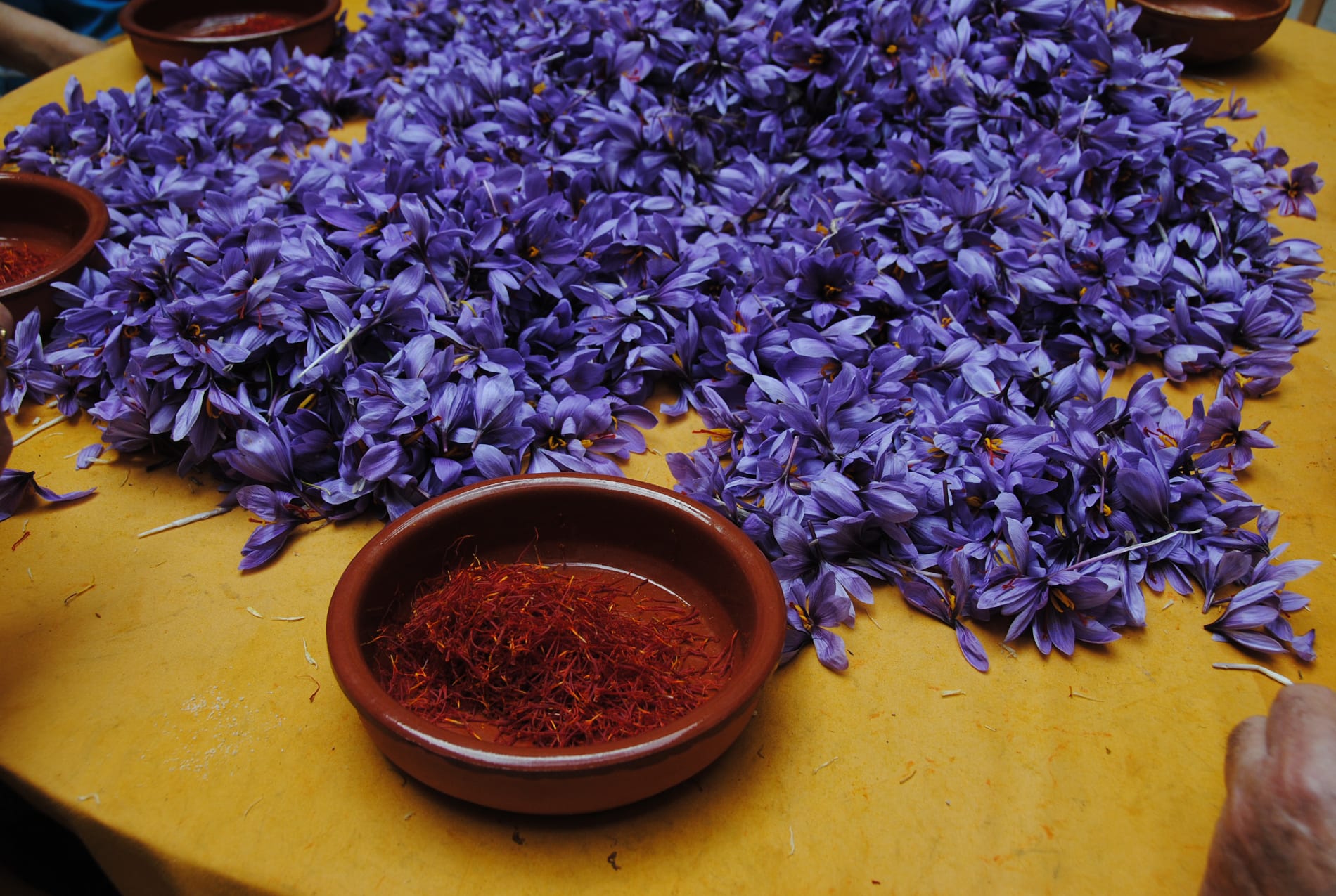 El azafrán, una flor con embrujo - Acalanda Magazine Cultura y Ciencia ...